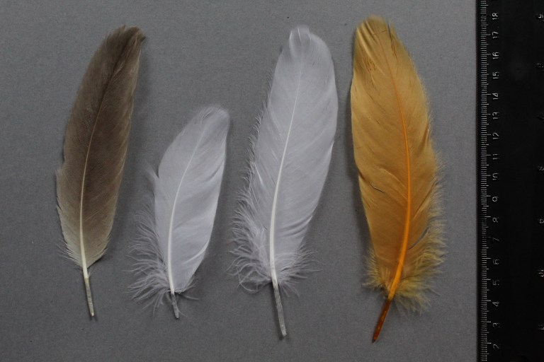 What’s up with craft store feathers? – Found Feathers