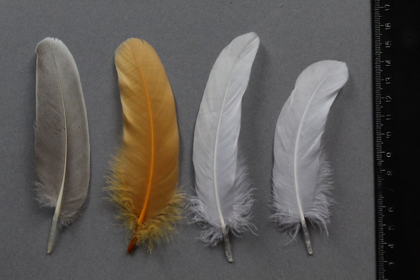 What’s up with craft store feathers? – Found Feathers
