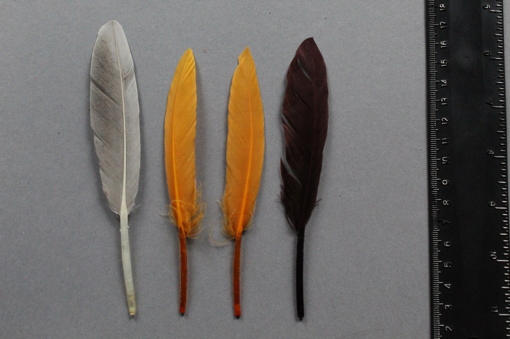 What’s up with craft store feathers? – Found Feathers
