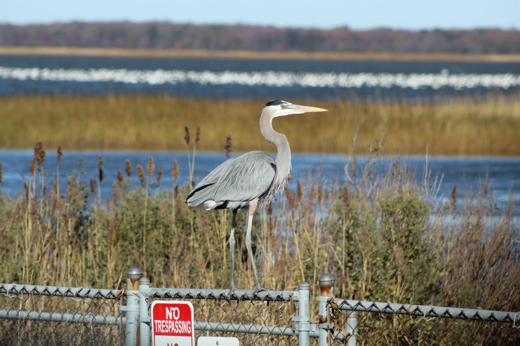 Collecting bird feathers in the United States – legality and ...