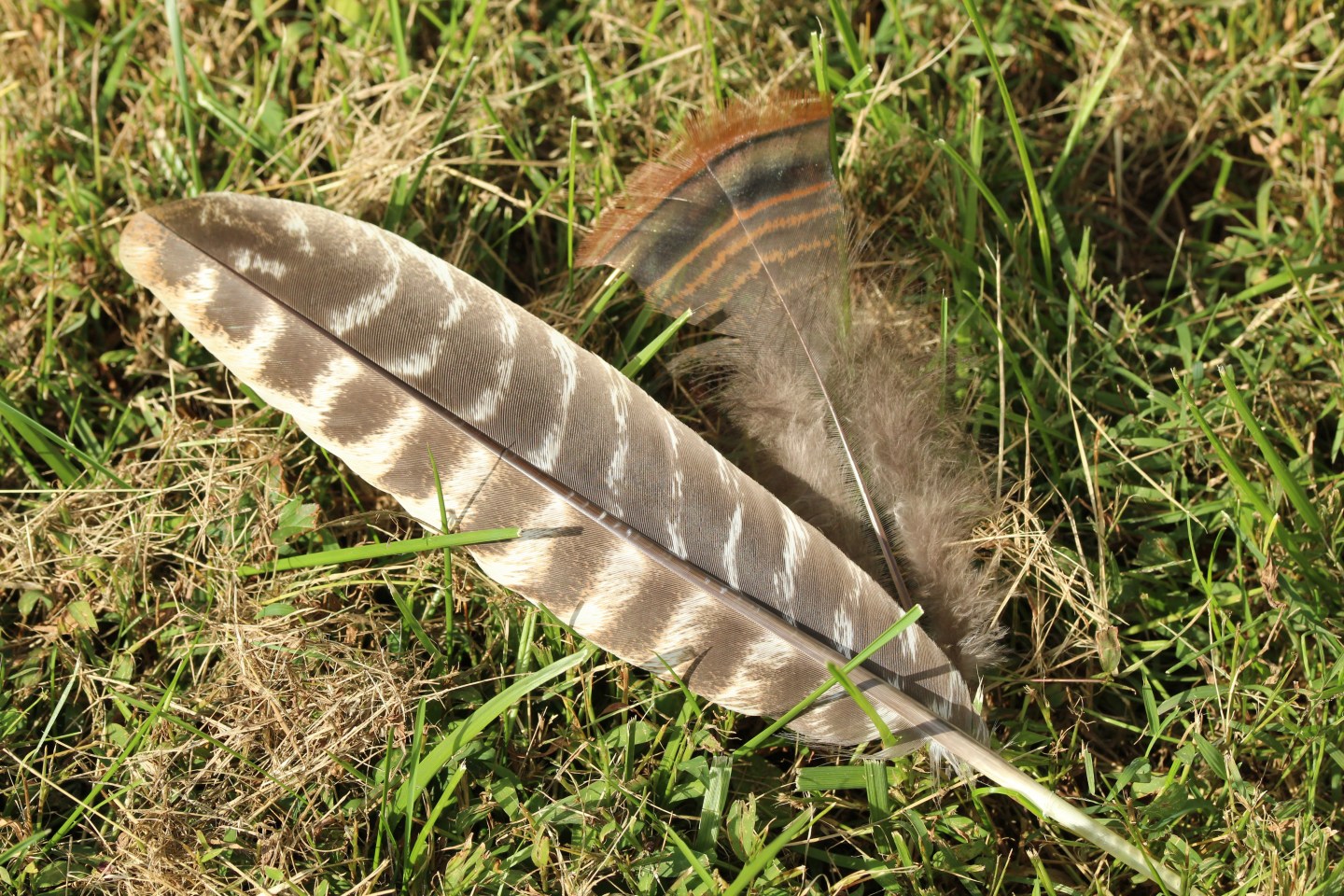 Collecting bird feathers in the United States – legality and ...