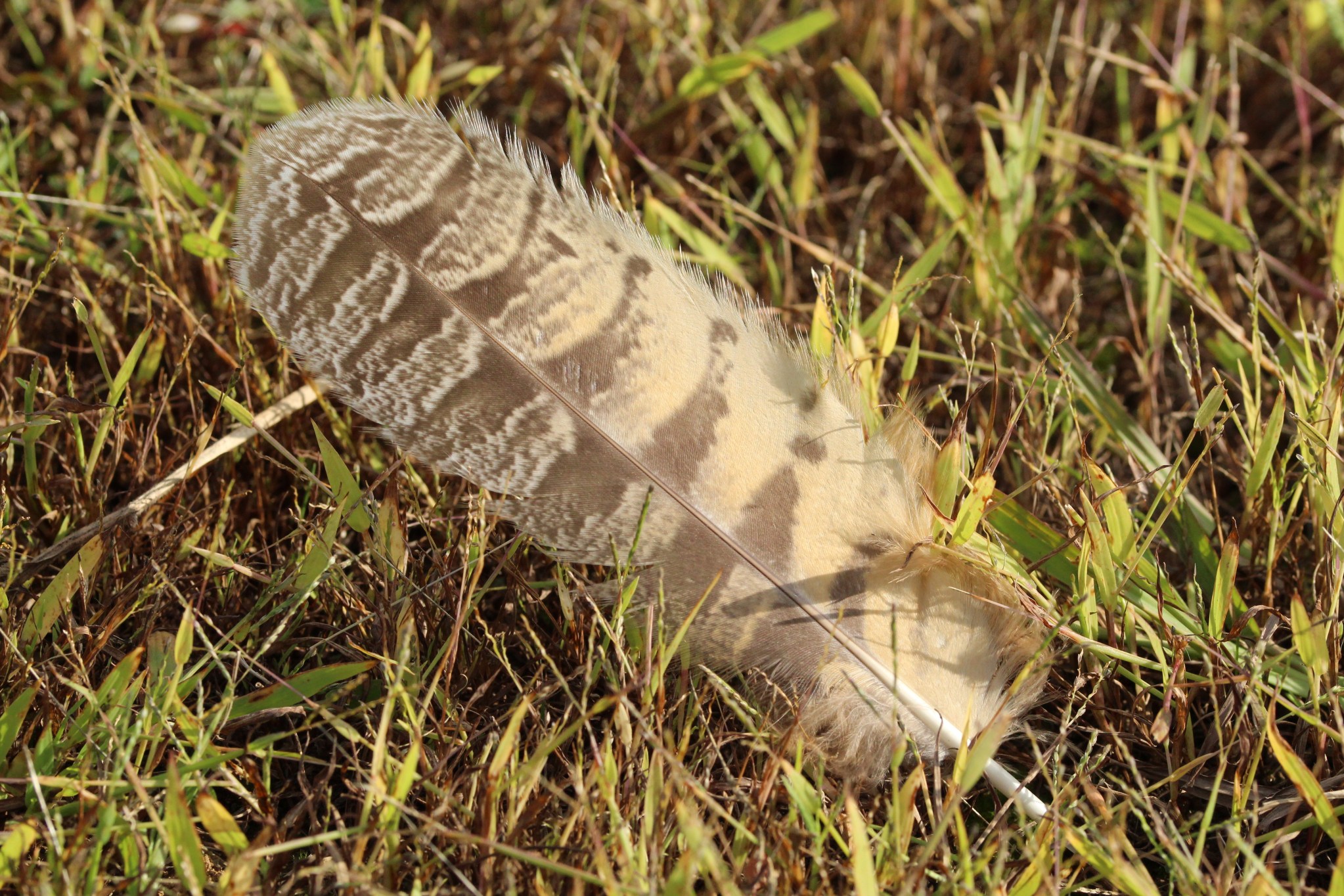 Collecting bird feathers in the United States – legality and ...