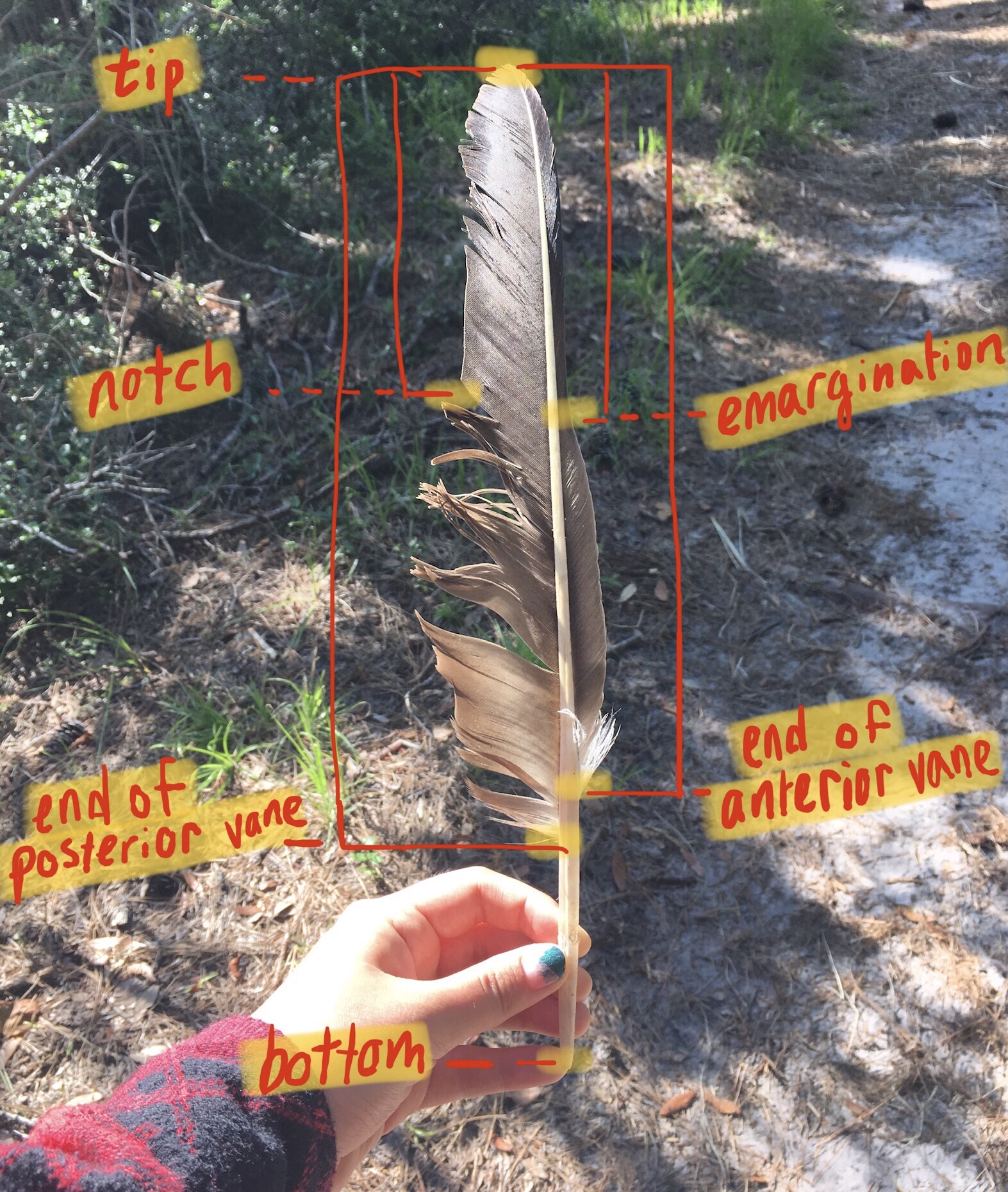 Identifying bottomless feathers – Found Feathers