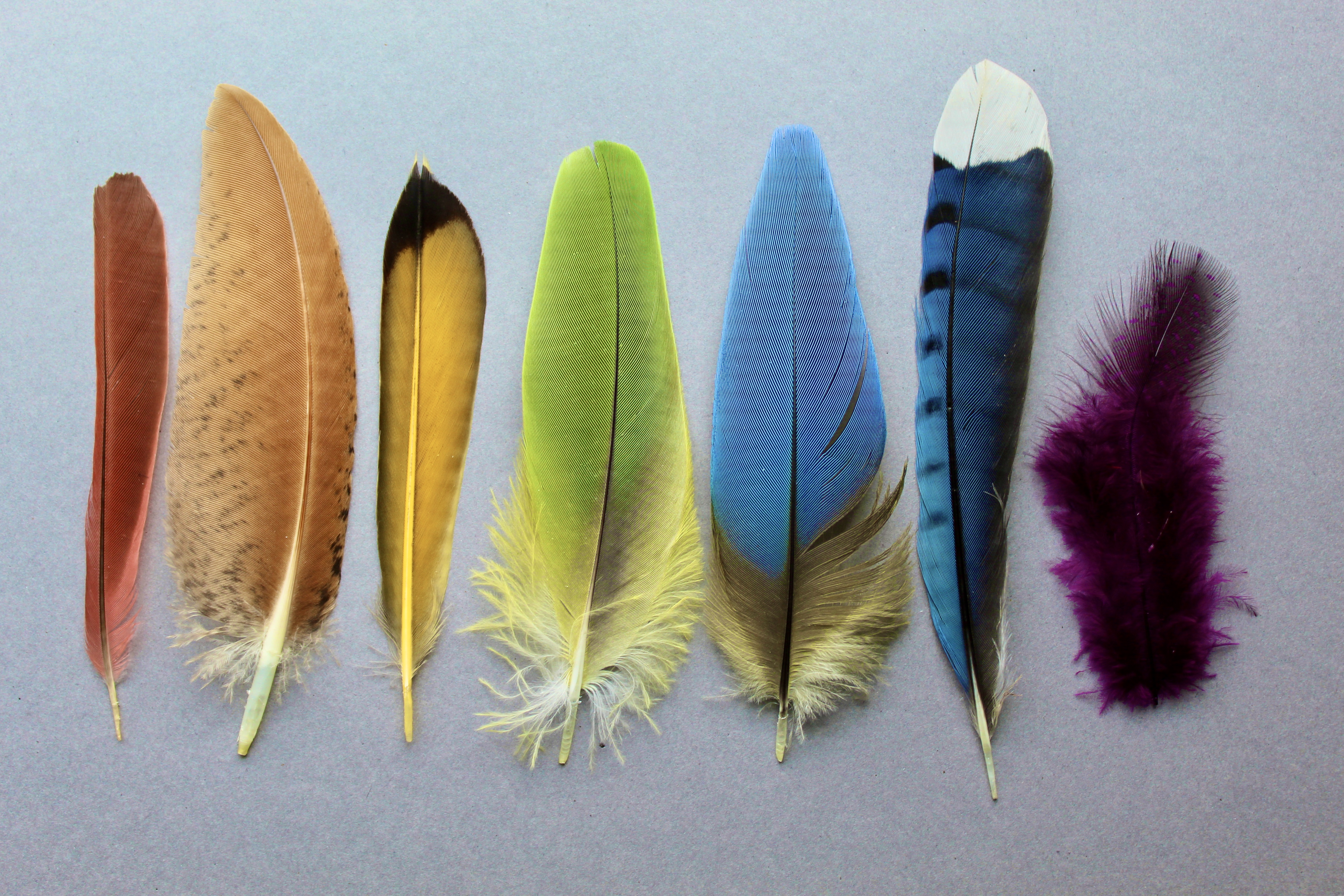 Found Feathers – Birding, ornithology, and feather identification