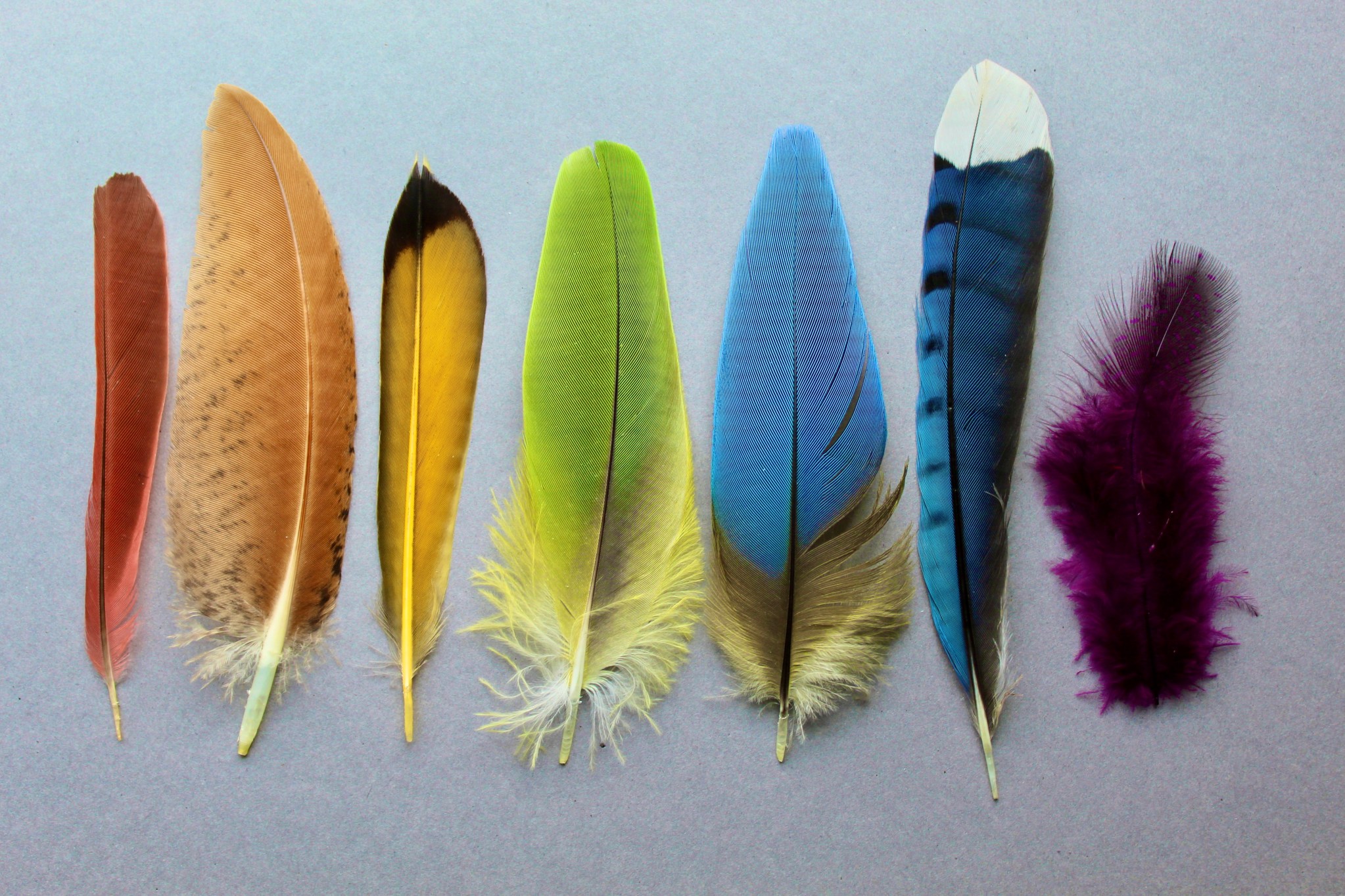 Found Feathers – Birding, ornithology, and feather identification