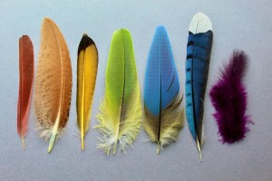 Found Feathers – Birding, ornithology, and feather identification