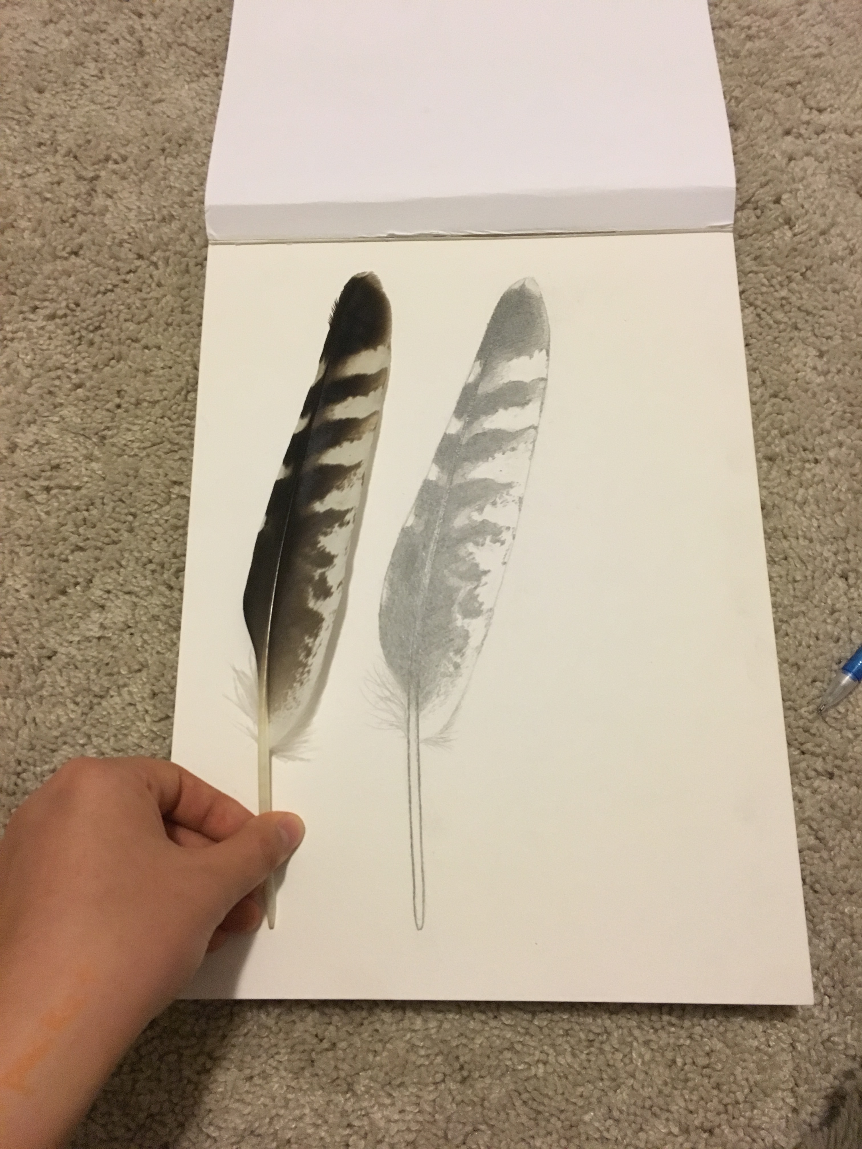 Collecting bird feathers in the United States – legality and ...