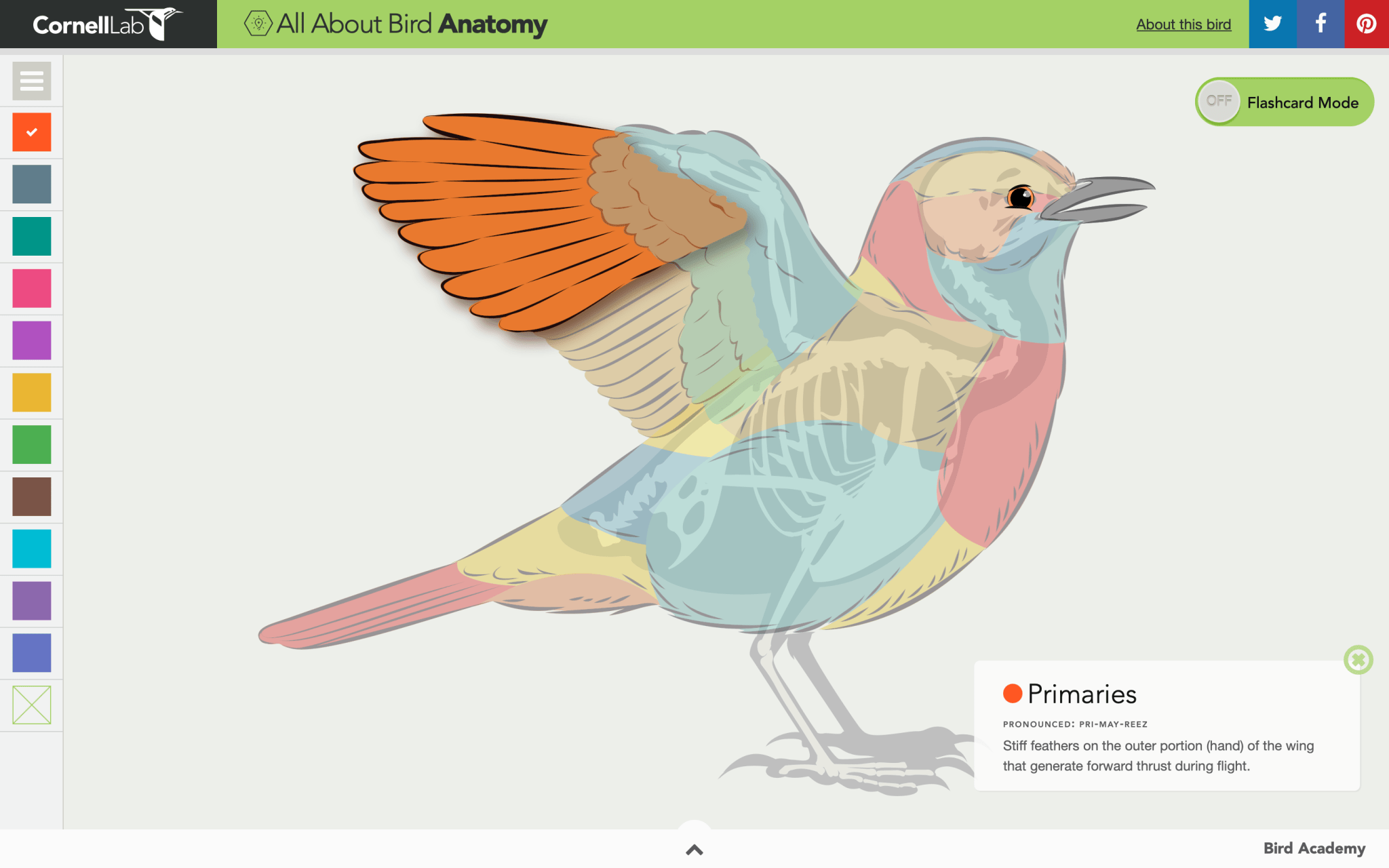How to find reference photos for (almost) every feather – Found Feathers