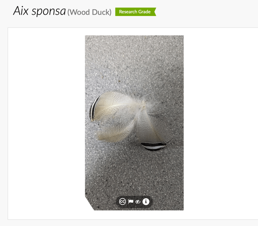 How to find reference photos for (almost) every feather – Found Feathers